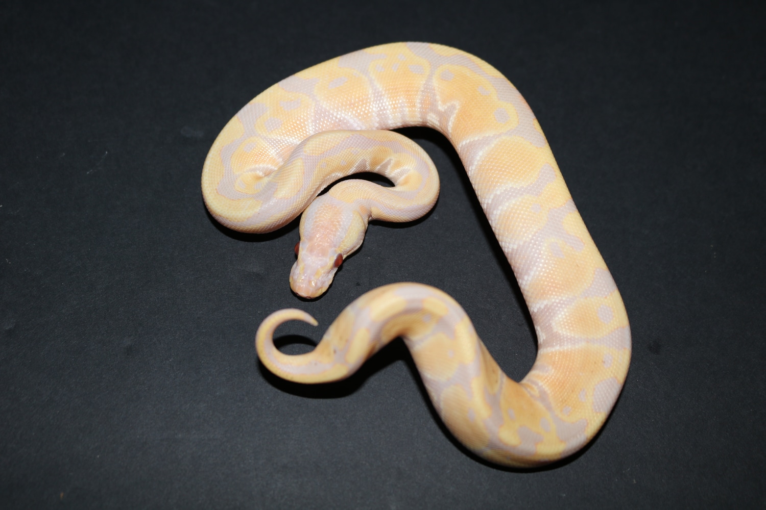 Candy Ball Python by Wards World Of Reptile Propagation - MorphMarket