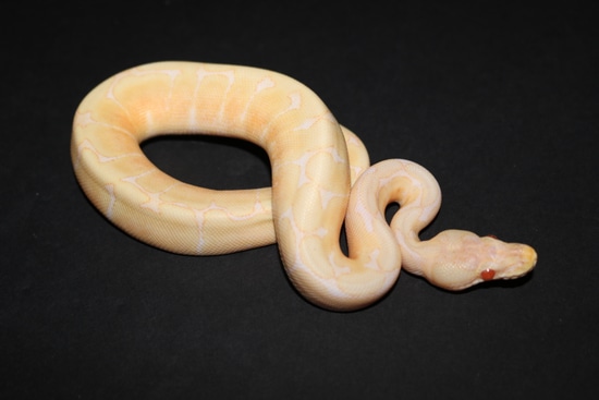 Albino Spider Ball Python by Wards World Of Reptile Propagation