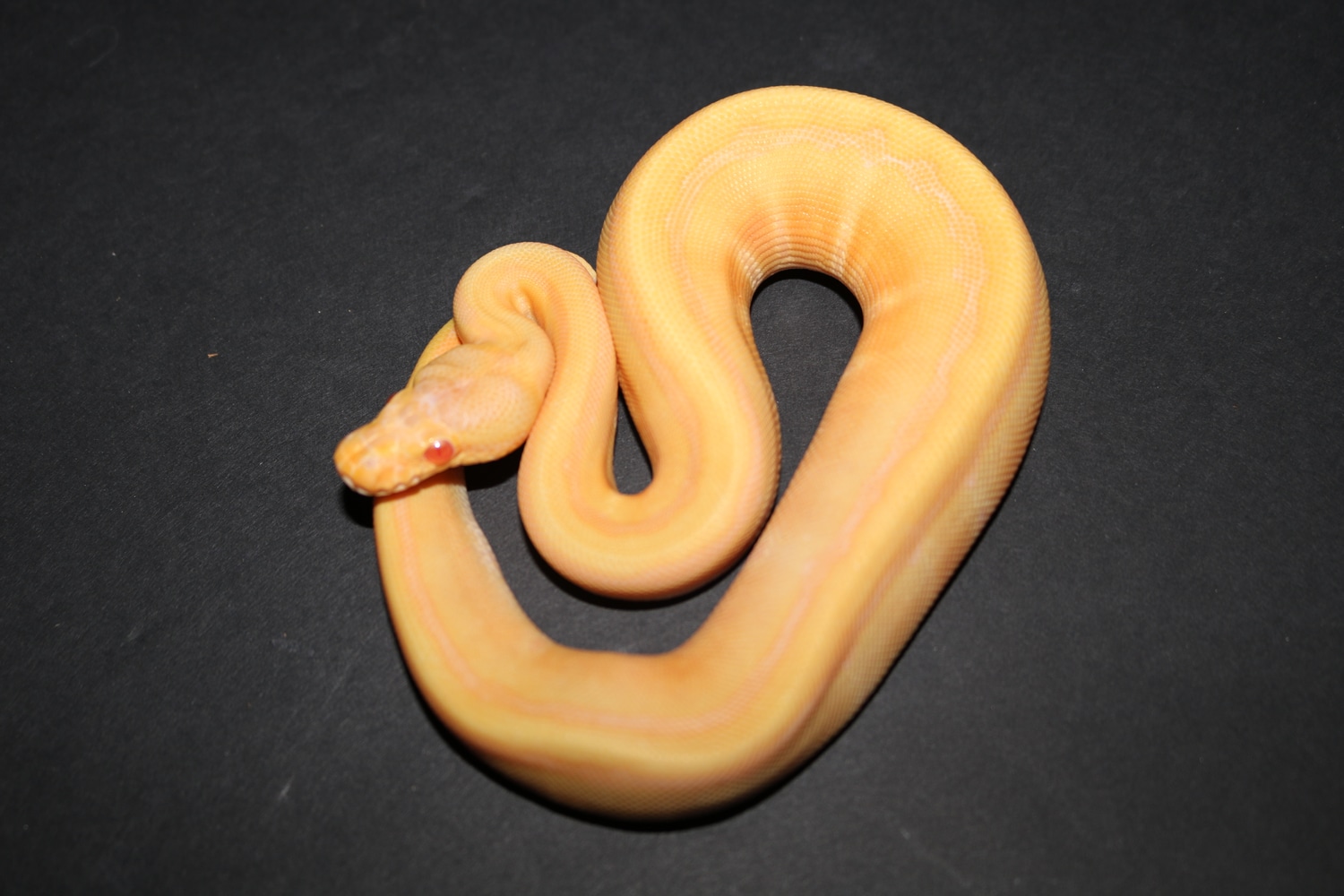 Albino Pinstripe Ball Python by Wards World Of Reptile Propagation ...