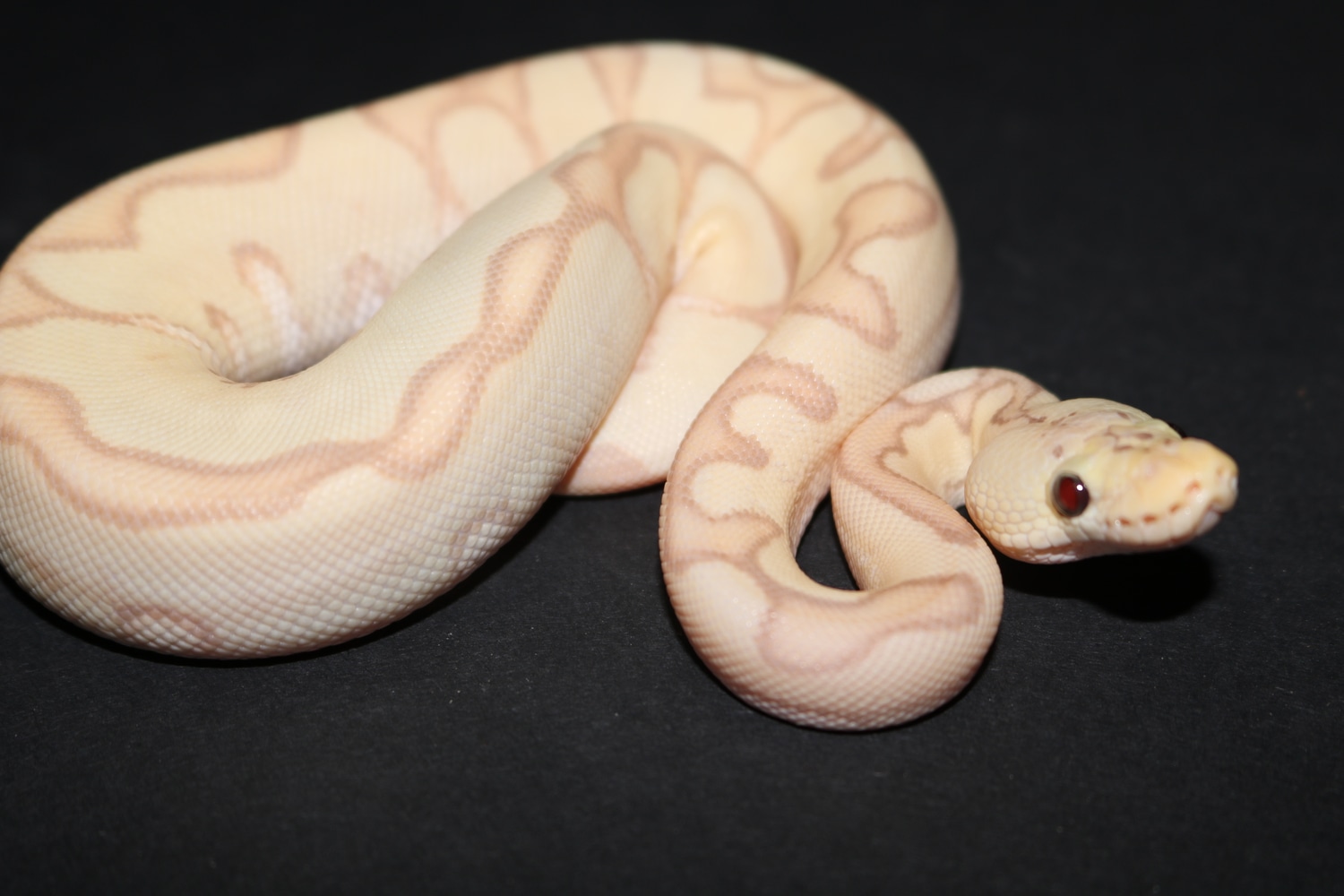 Banana Pastel Enchi Clown Ball Python by Wards World Of Reptile ...