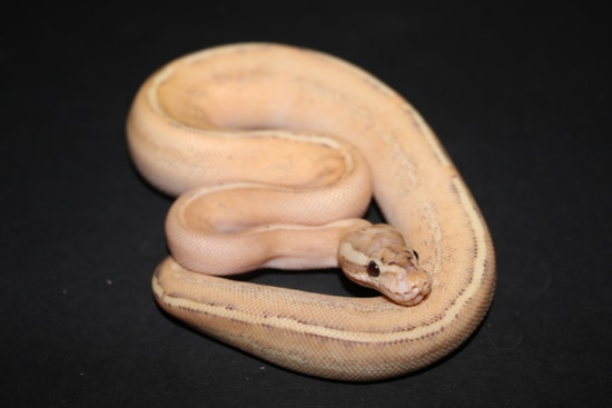 Puma Ball Python by Wards World Of Reptile Propagation