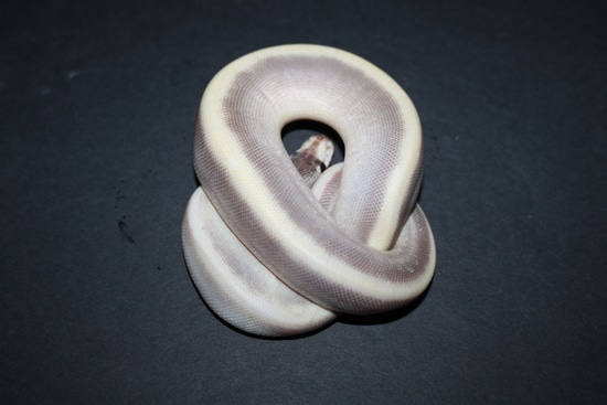 Bamboo Champagne Ball Python by Wards World Of Reptile Propagation