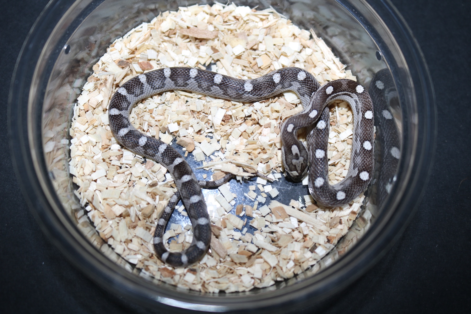 Motley Anery Het Scaleless Corn Snake by Wards World Of Reptile ...