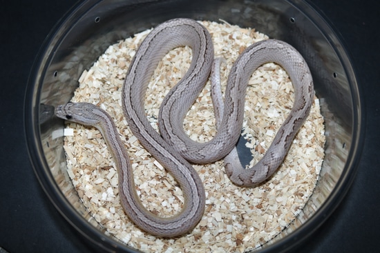 Motley Anery Het Scalelss Het Dilute Blue Corn Snake by Wards World Of ...