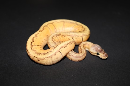Lemon Blast Yellow Belly Ball Python by Wards World Of Reptile Propagation