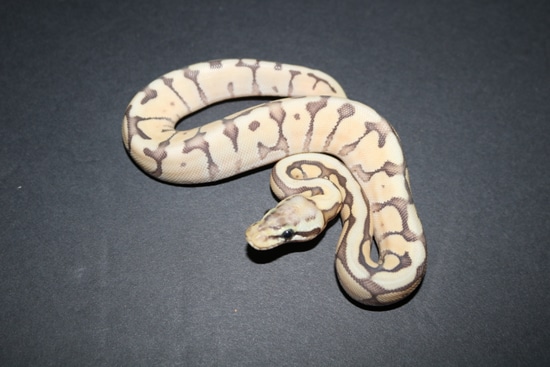 Bumble Bee Mojave Ghost Ball Python by Wards World Of Reptile Propagation