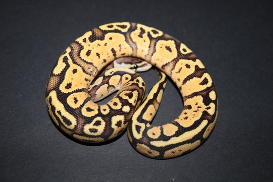 Firefly Ball Python by Wards World Of Reptile Propagation