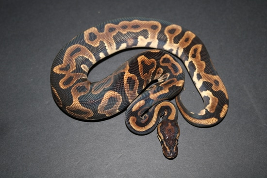 Leopard Yellow Belly Ball Python by Wards World Of Reptile Propagation