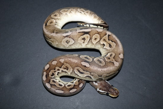 Pewter Possible Vpi Axanthic Ball Python by Wards World Of Reptile ...