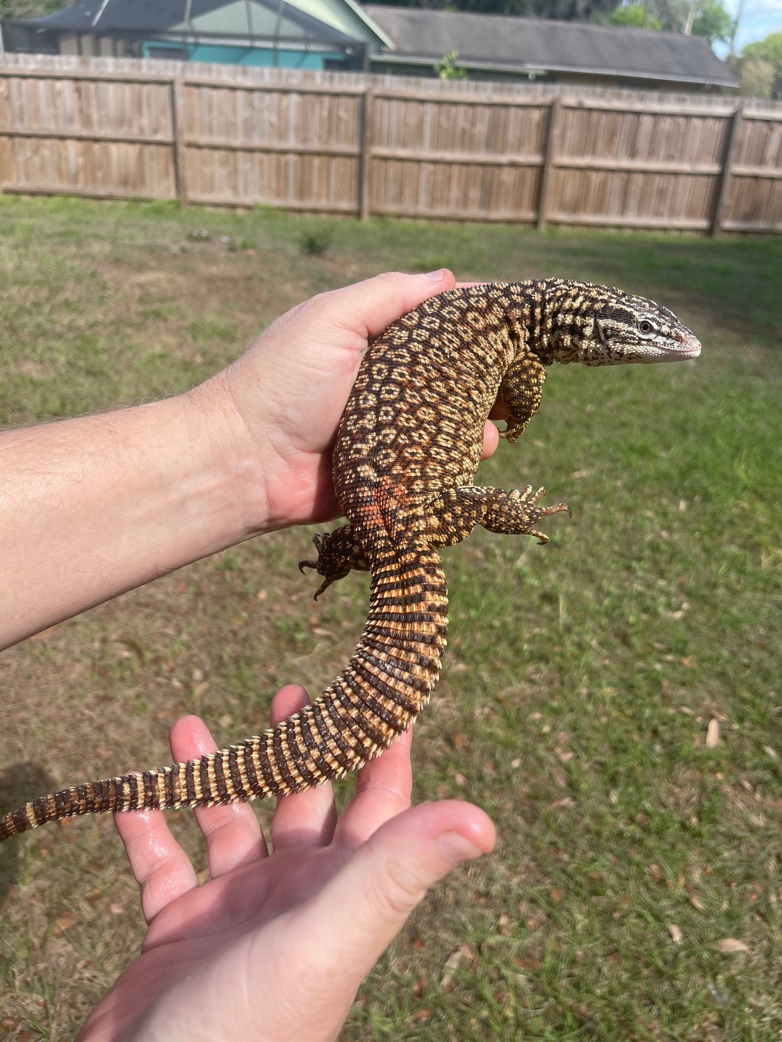 Ackie Monitor Other Monitor by Wards World Of Reptile Propagation ...