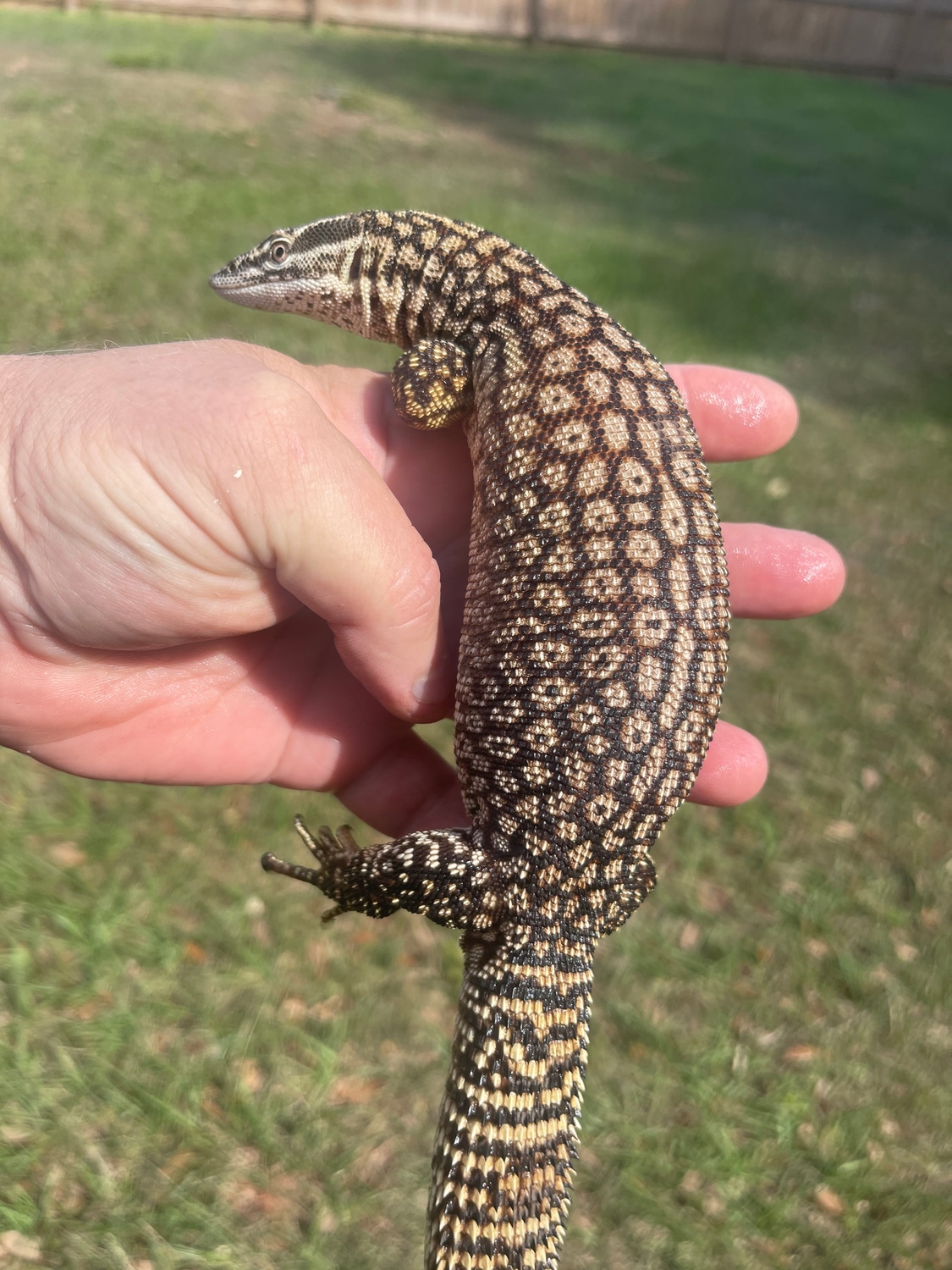 Ackie Monitor Other Monitor by Wards World Of Reptile Propagation ...