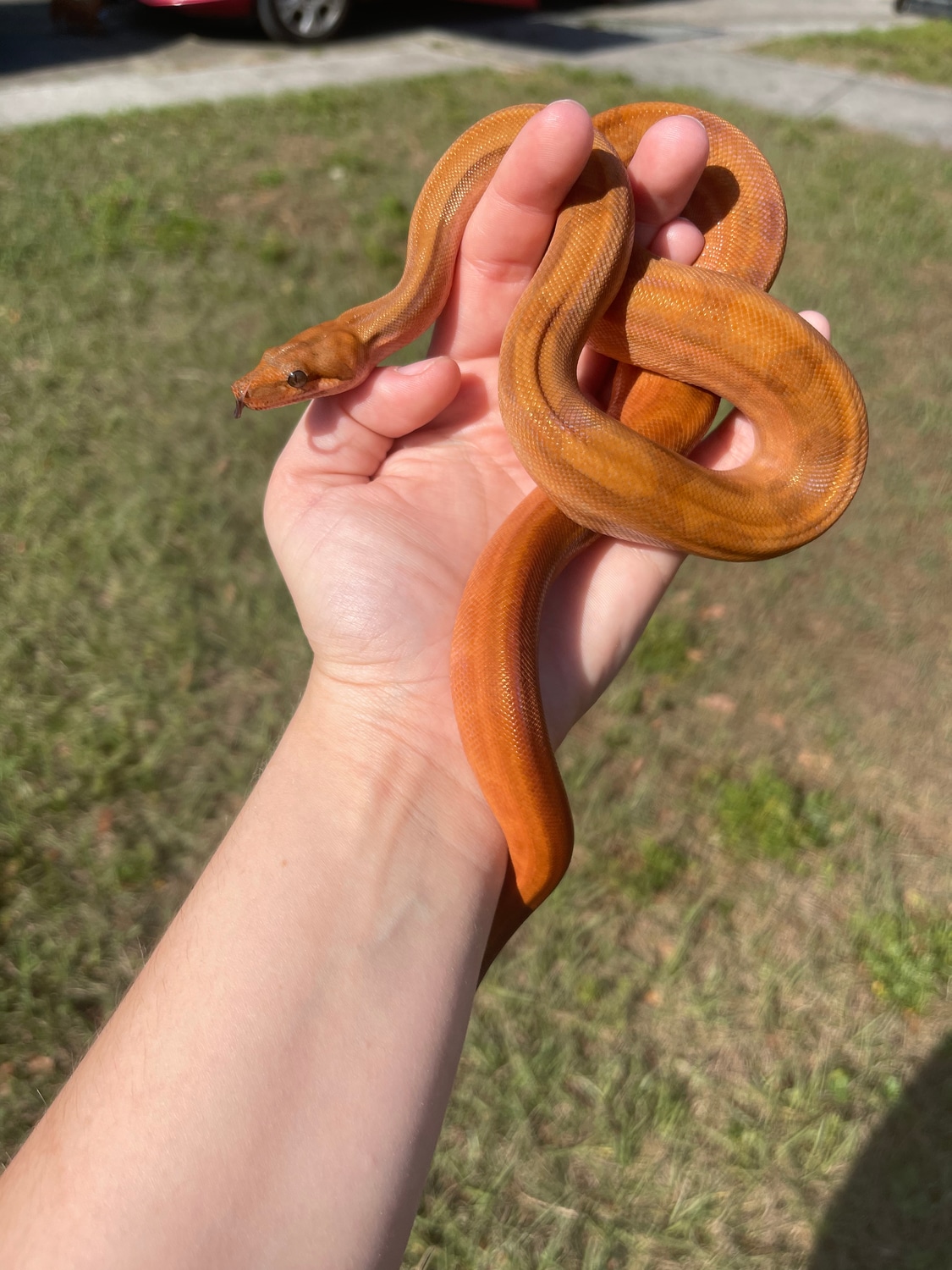 Motley Phoenix Boa Constrictor by Wards World Of Reptile Propagation - MorphMarket