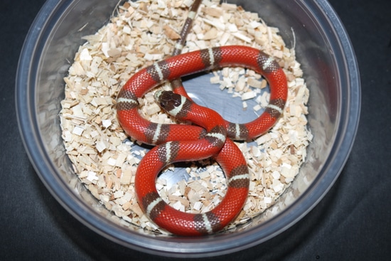 T Positive Het Splotched Nelson's Milk Snake by Wards World Of Reptile ...