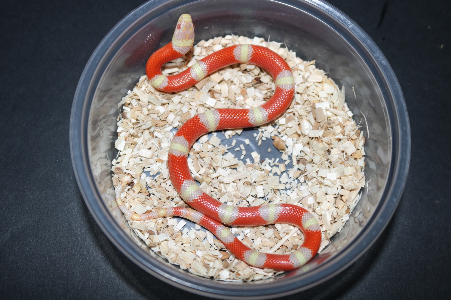 Albino Het Splotched Nelson's Milk Snake by Wards World Of Reptile ...