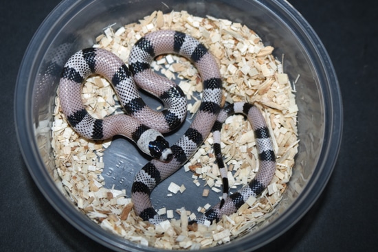 Anery Honduran Milk Snake by Wards World Of Reptile Propagation