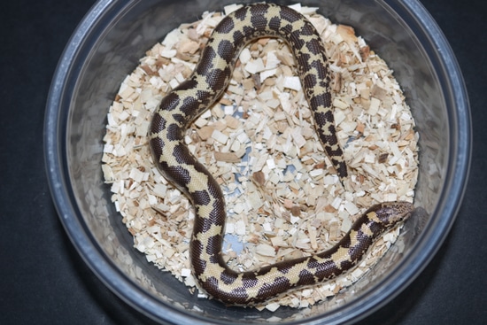Normal Kenyan Sand Boa by Wards World Of Reptile Propagation