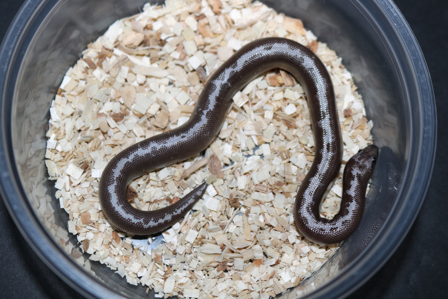 Anery Stripe Kenyan Sand Boa by Wards World Of Reptile Propagation ...
