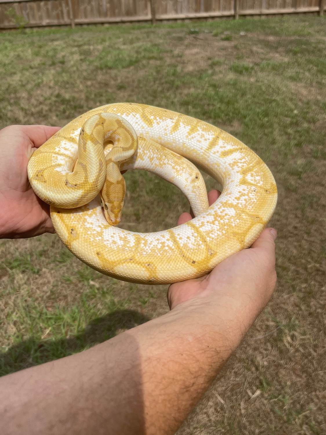 Banana Spider Het Albino Ball Python by Wards World Of Reptile ...