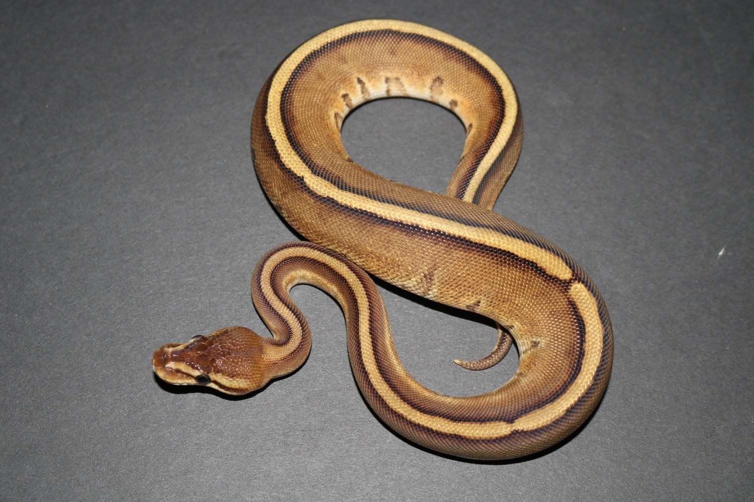 Genetic Stripe Ball Python by Wards World Of Reptile Propagation ...