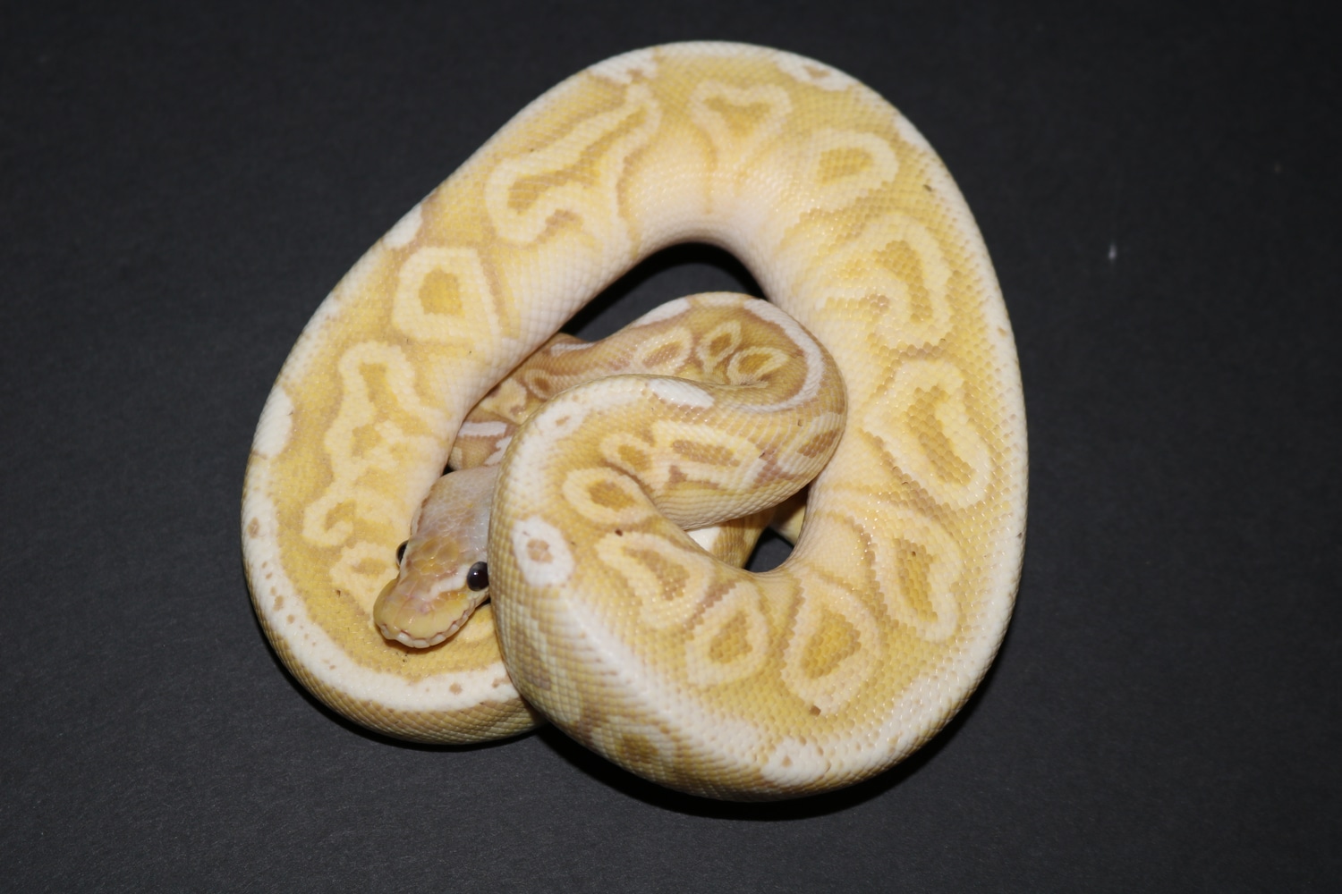 Banana Pewter Ball Python by Wards World Of Reptile Propagation ...