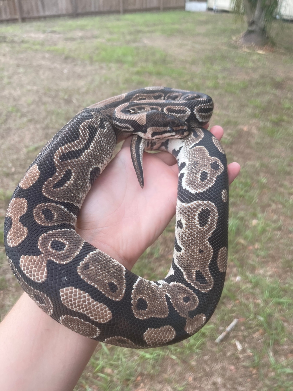 VPI Axanthic Ball Python by Wards World Of Reptile Propagation ...