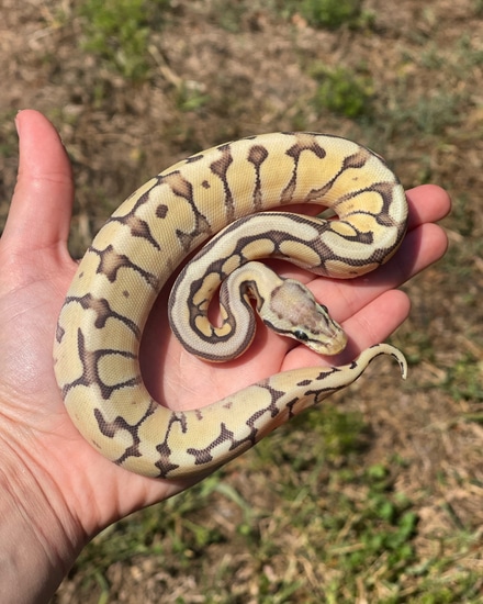 Bumble Bee Mojave Ghost Ball Python by Wards World Of Reptile Propagation