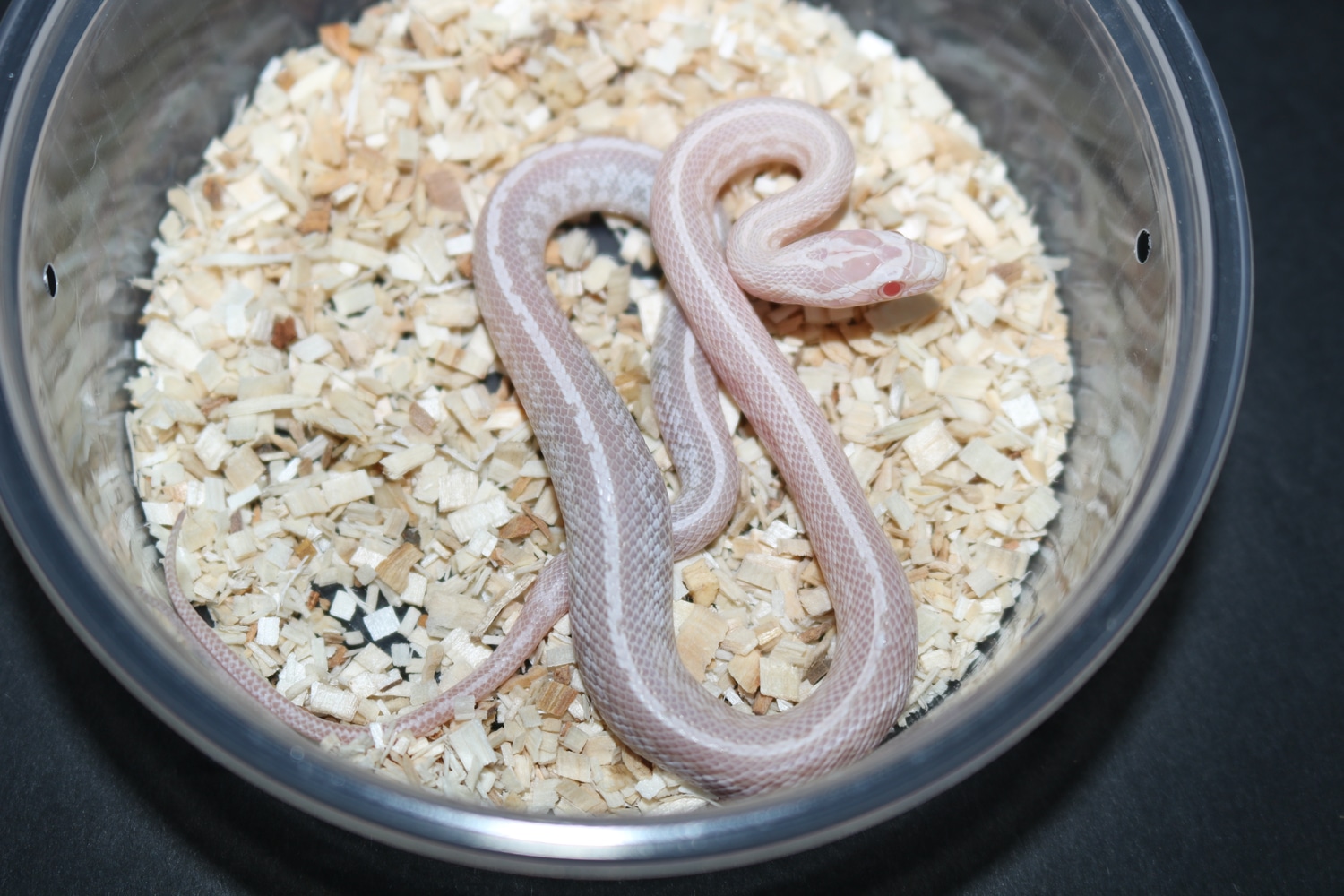 Tessera Pink Coral Snow Corn Snake by Wards World Of Reptile ...