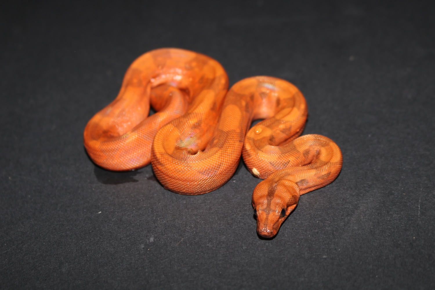 El Diablo Boa Constrictor by Wards World Of Reptile Propagation ...