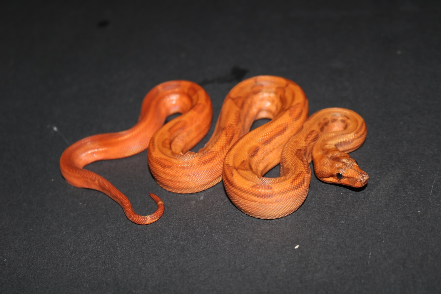 Motley El Diablo Boa Constrictor by Wards World Of Reptile Propagation ...