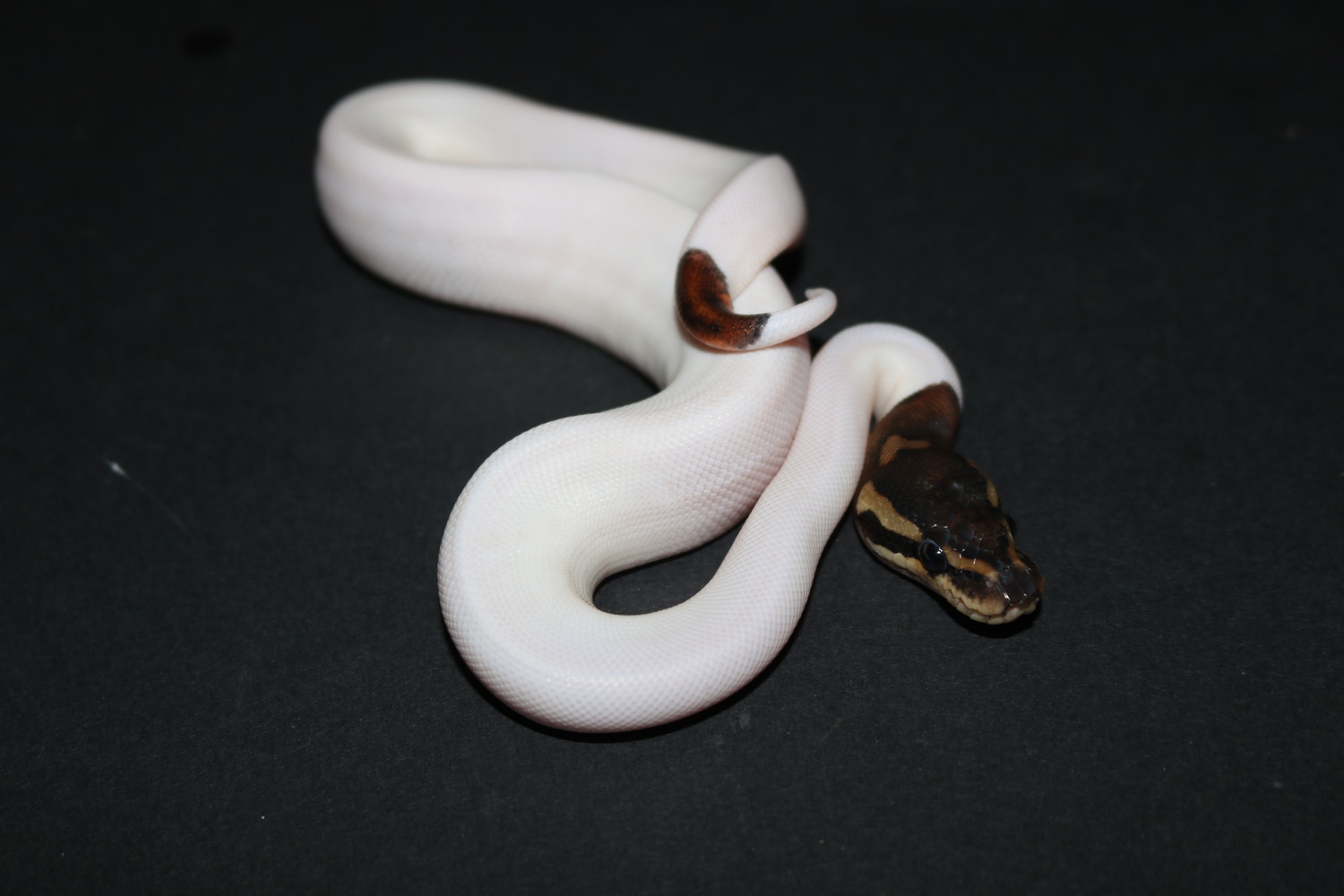 Black Pastel Pied Ball Python by Wards World Of Reptile Propagation ...