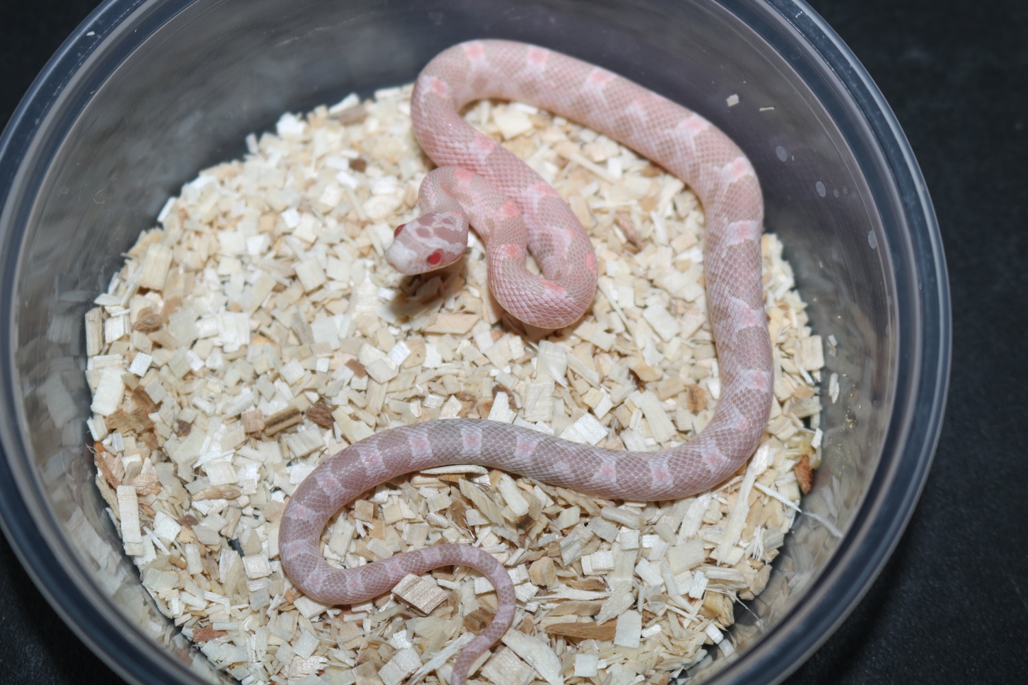 Pink Coral Snow Corn Snake by Wards World Of Reptile Propagation ...