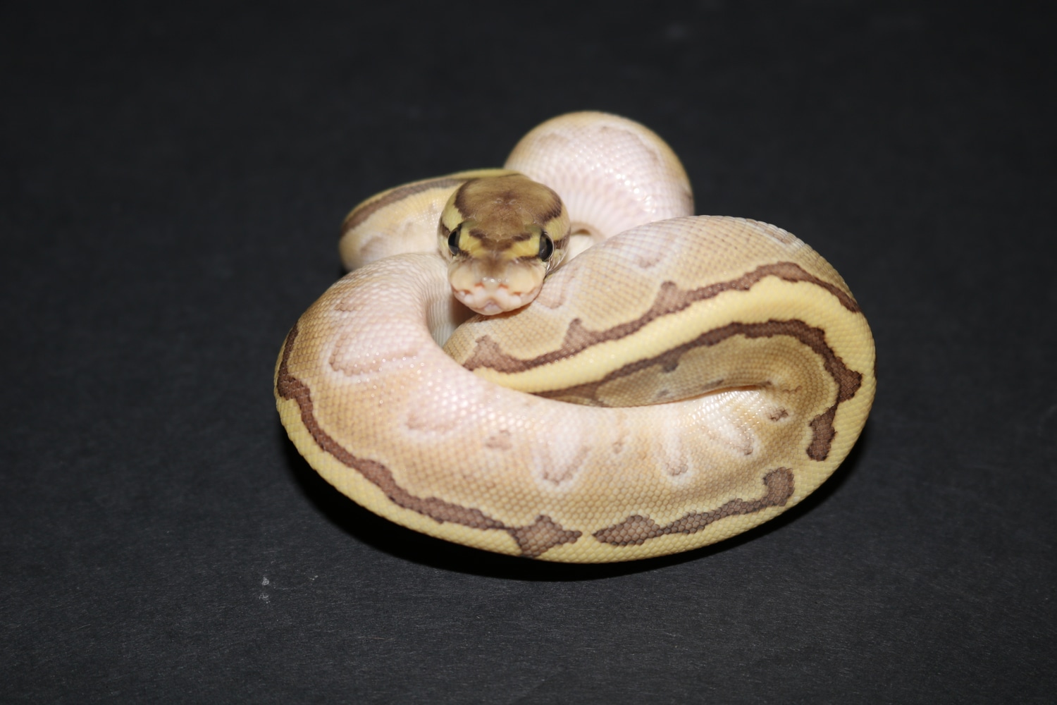 Kingpin Ball Python by Wards World Of Reptile Propagation - MorphMarket