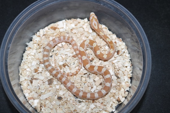 Butter Het Palmetto Corn Snake by Wards World Of Reptile Propagation