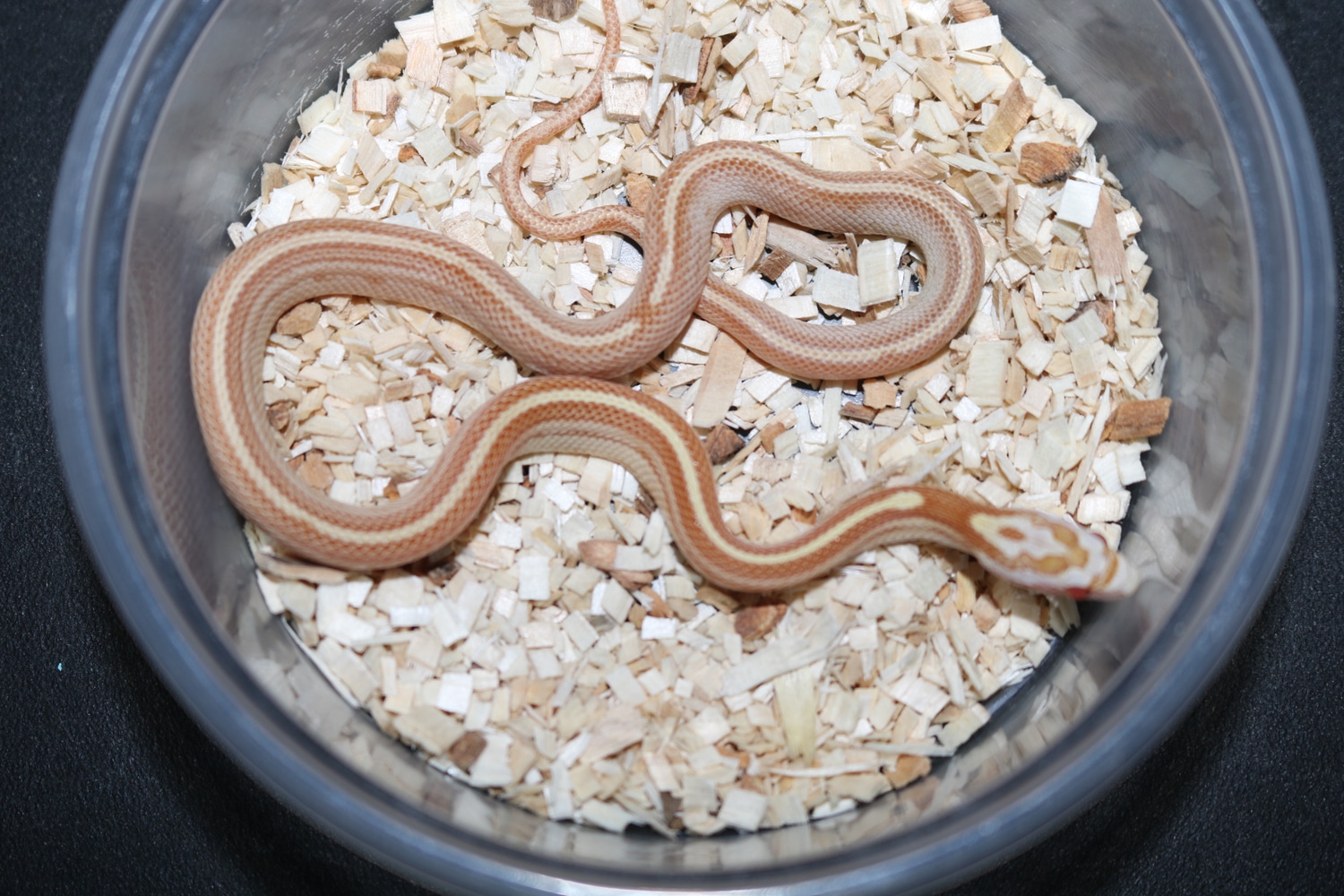 Motley Butter Corn Snake by Wards World Of Reptile Propagation ...