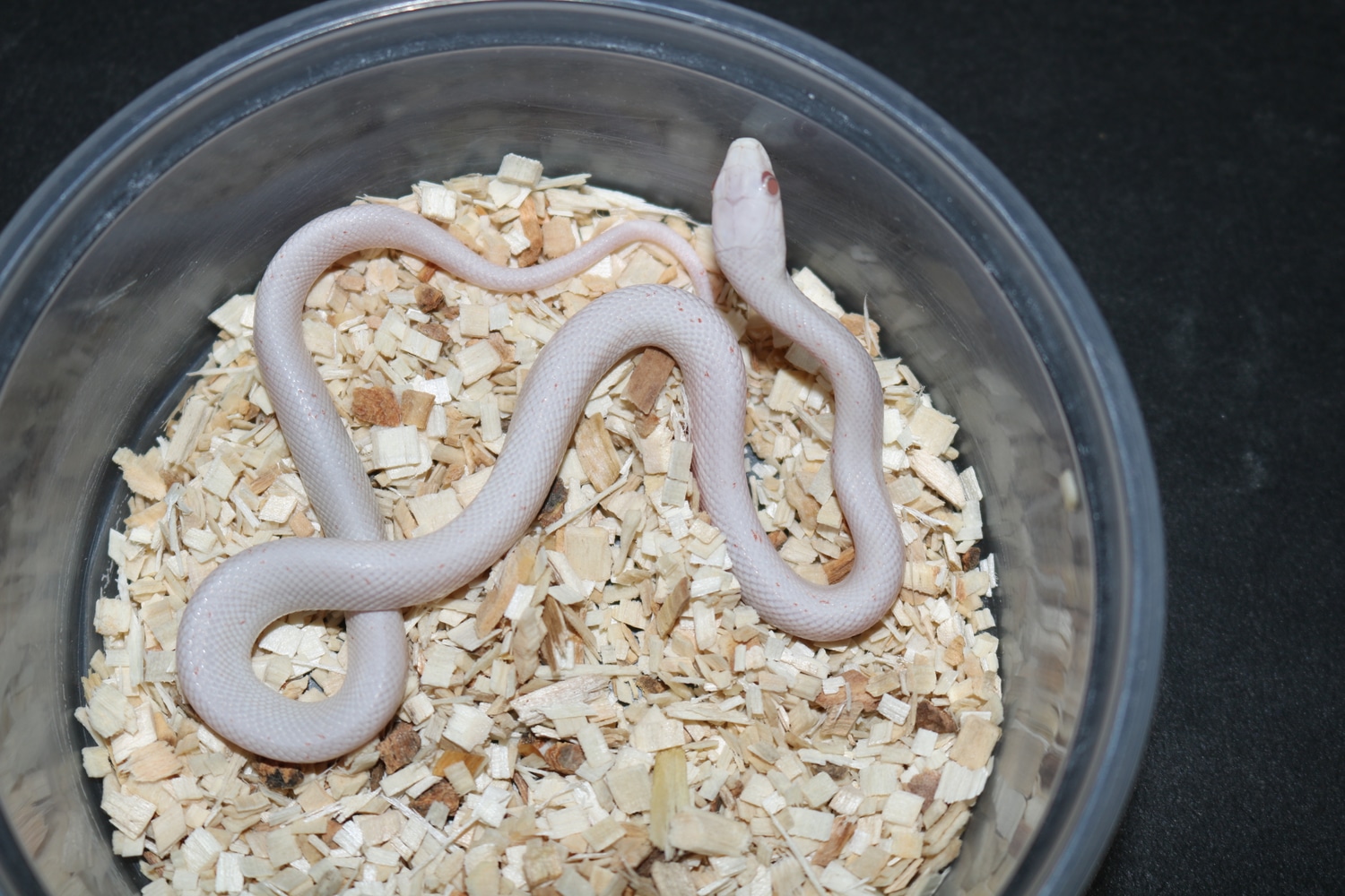 Albino Palmetto Corn Snake by Wards World Of Reptile Propagation - MorphMarket