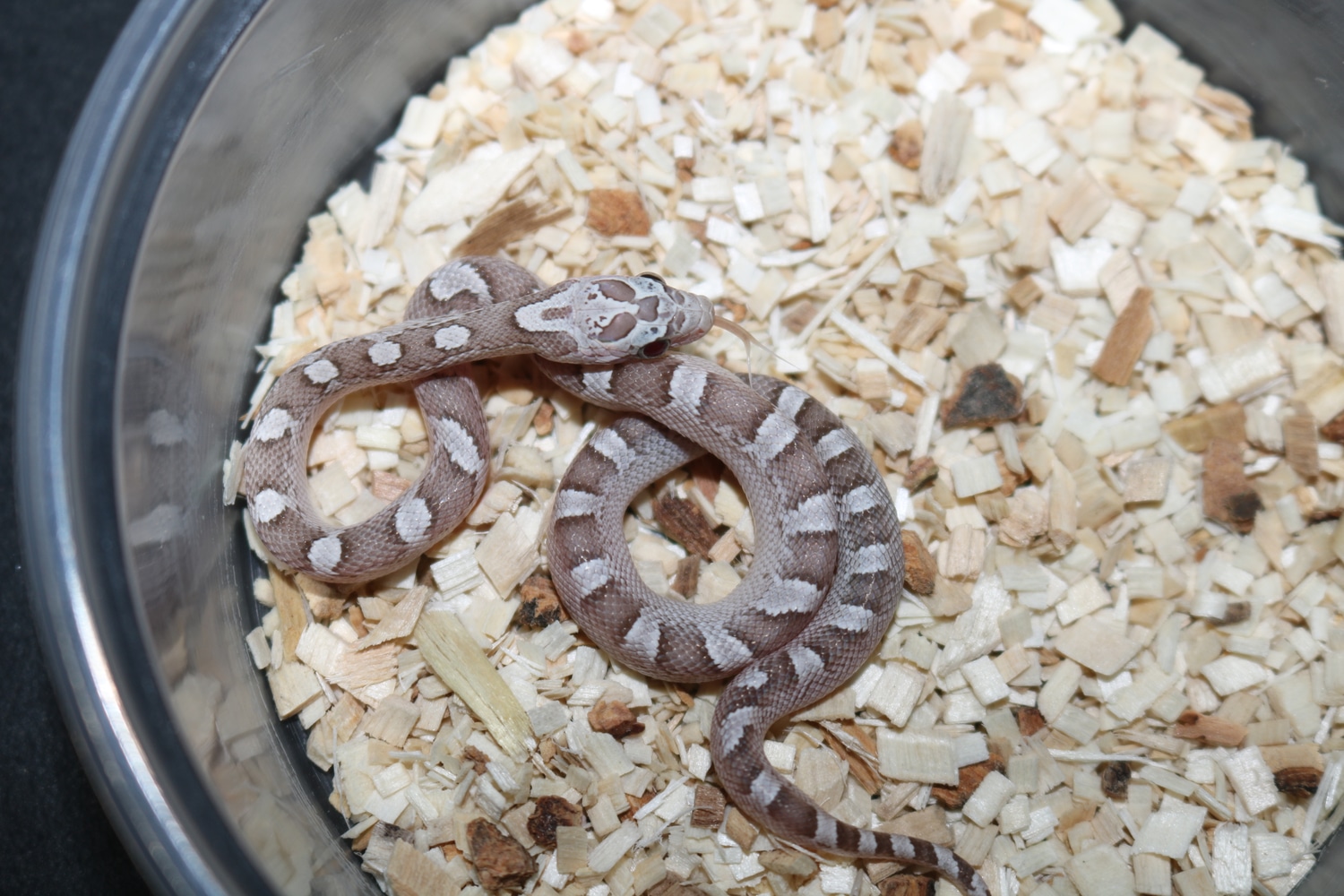 Ghost Bloodred Corn Snake by Wards World Of Reptile Propagation ...