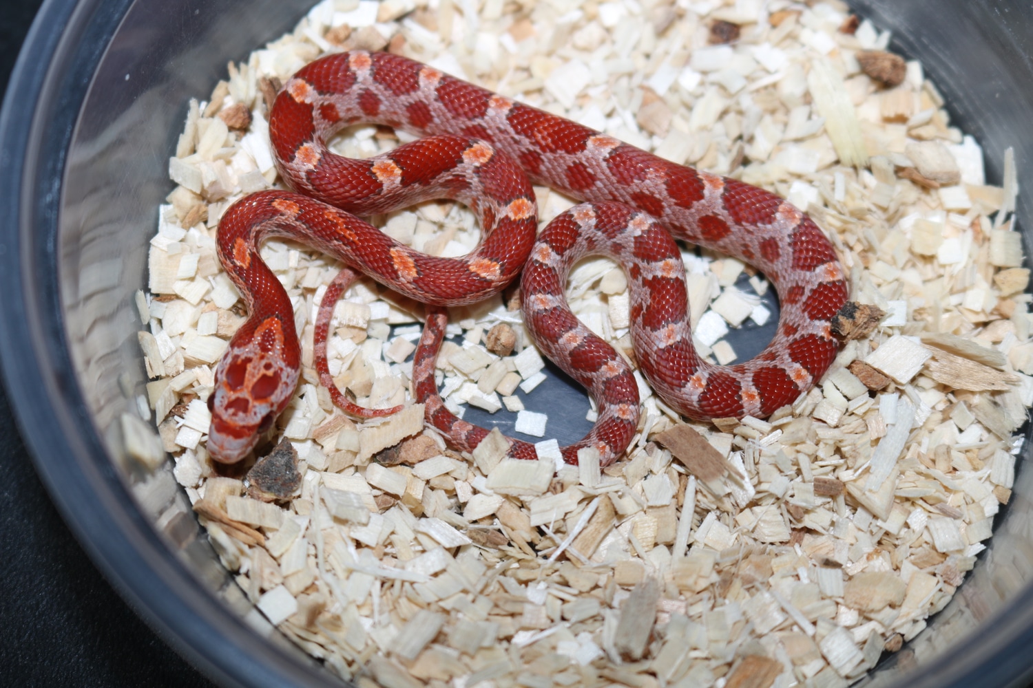 Hypo Bloodred Corn Snake by Wards World Of Reptile Propagation ...