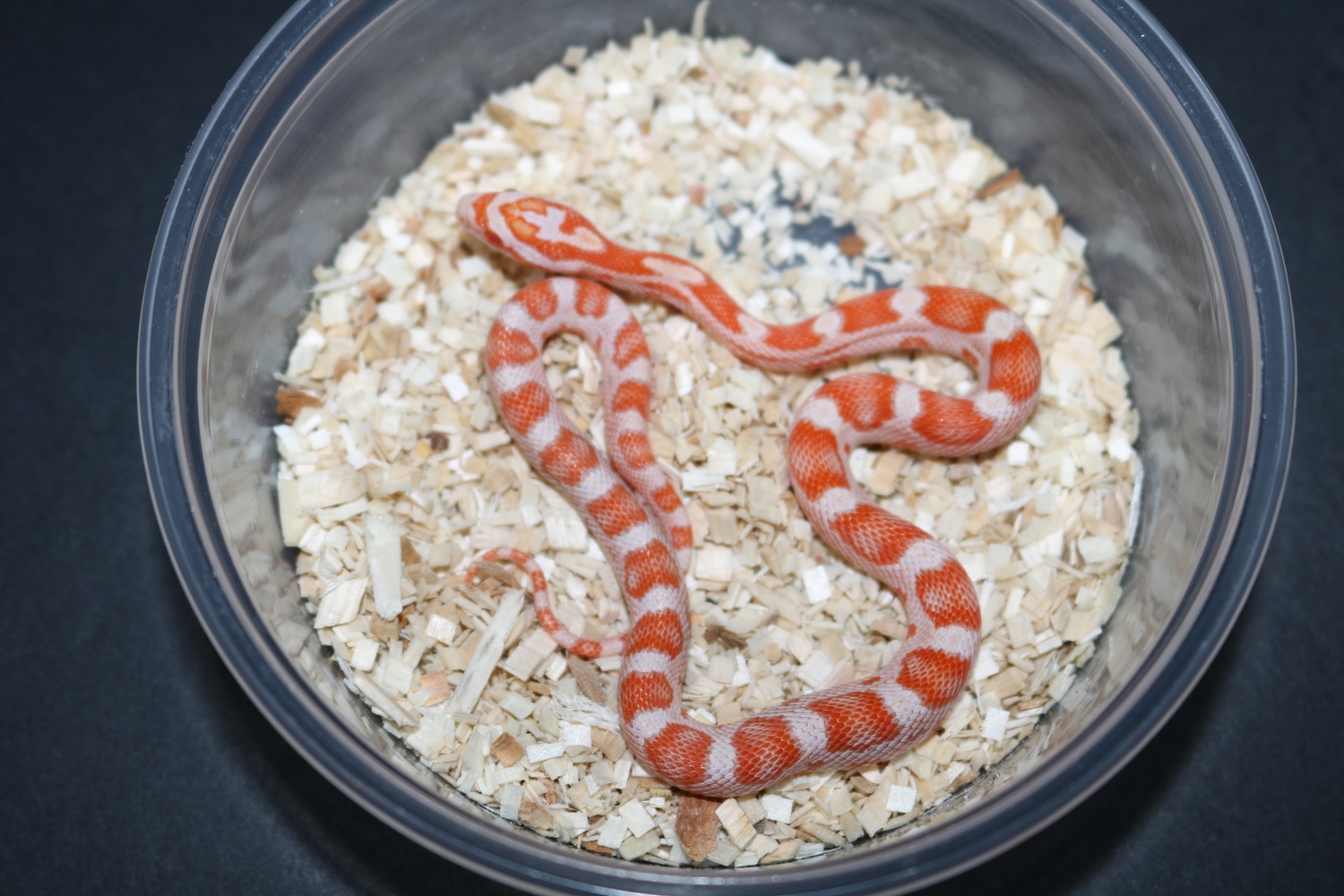 Creamsicle Corn Snake by Wards World Of Reptile Propagation - MorphMarket
