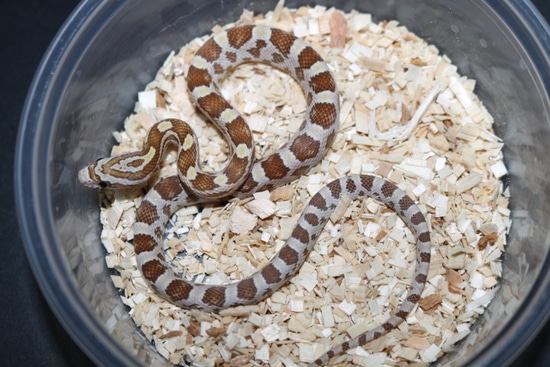 Amber Corn Snake by Wards World Of Reptile Propagation