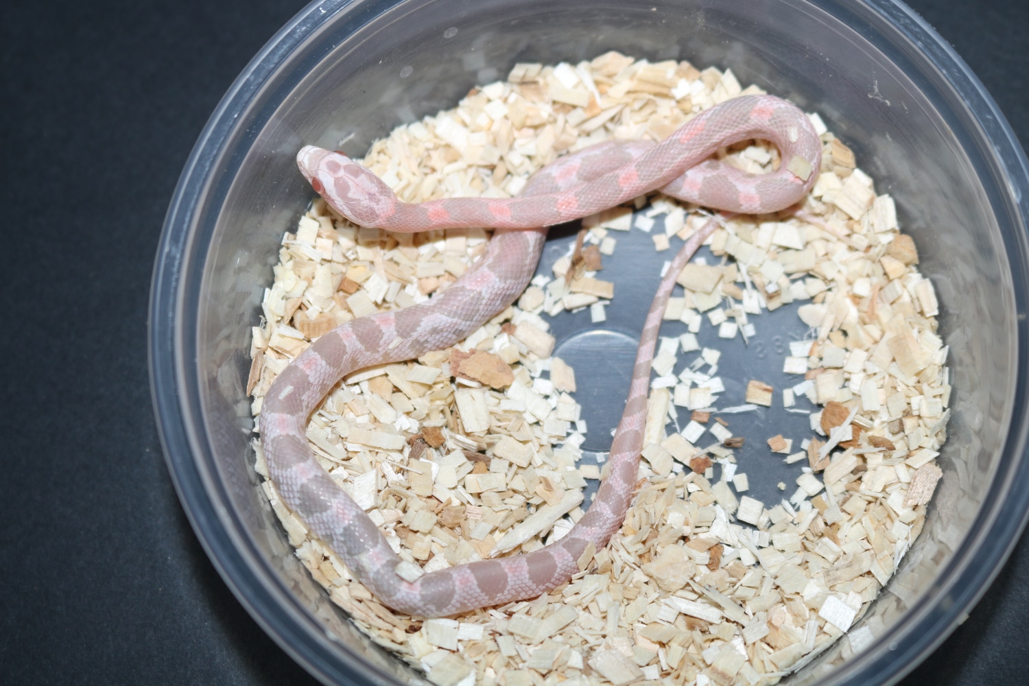 Pink Coral Snow Corn Snake by Wards World Of Reptile Propagation ...