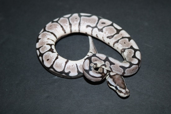 Cinnamon Spider Vpi Axanthic Ball Python by Wards World Of Reptile ...
