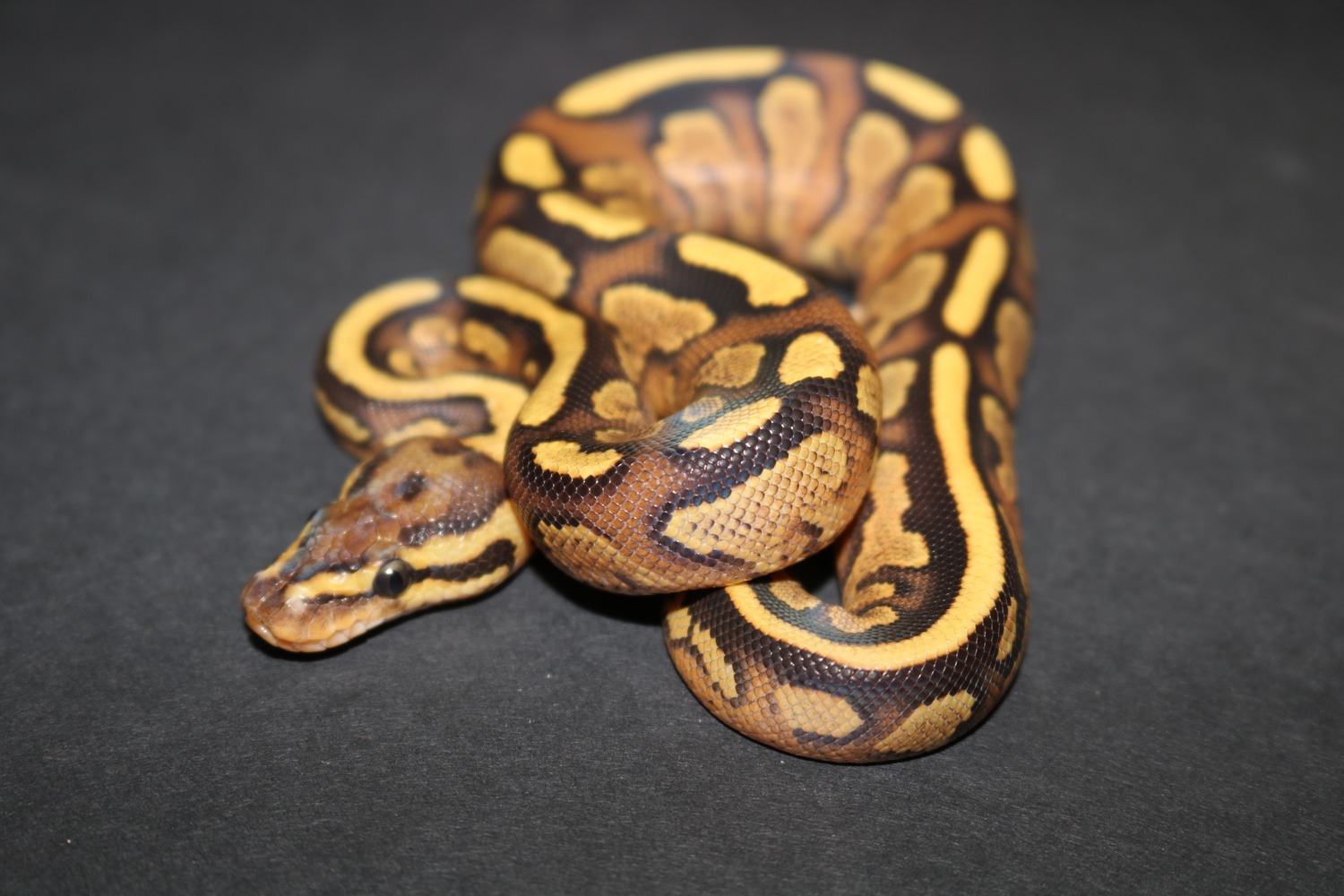 Asphalt Spector Ball Python by Wards World Of Reptile Propagation ...