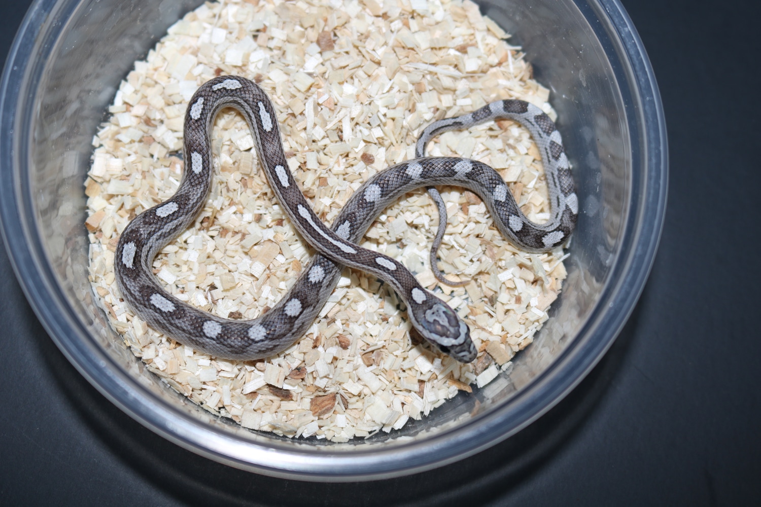 Motley Anery Corn Snake by Wards World Of Reptile Propagation - MorphMarket