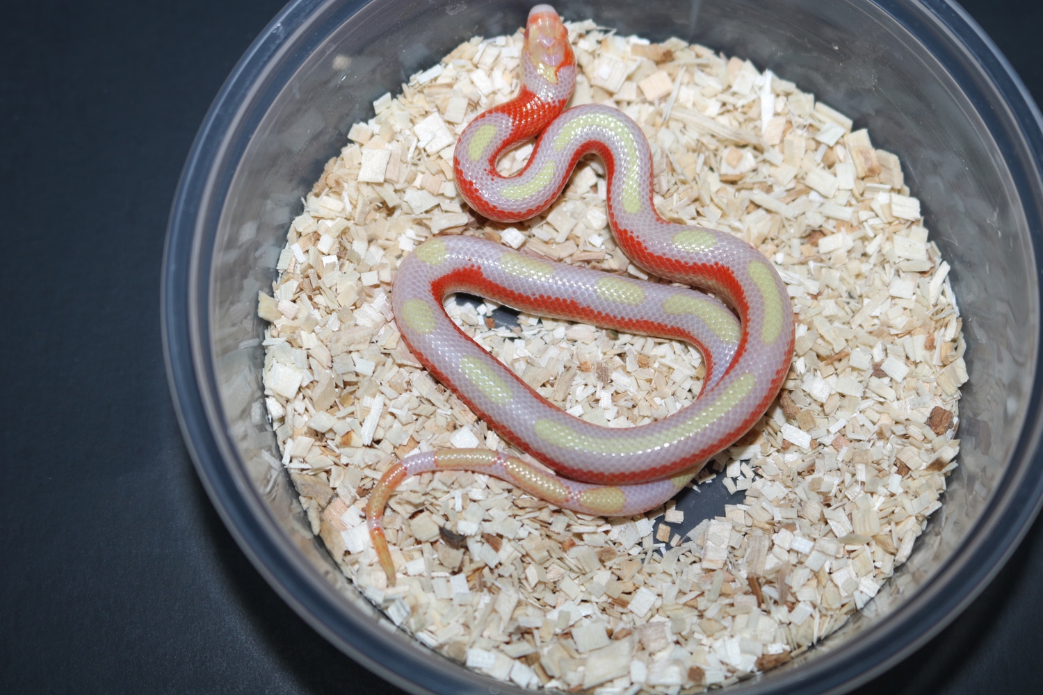 Albino Splotched Nelson's Milk Snake by Wards World Of Reptile ...