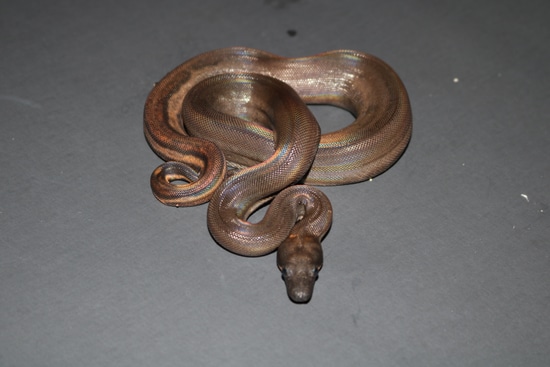 Eclipse Boa Constrictor by Wards World Of Reptile Propagation