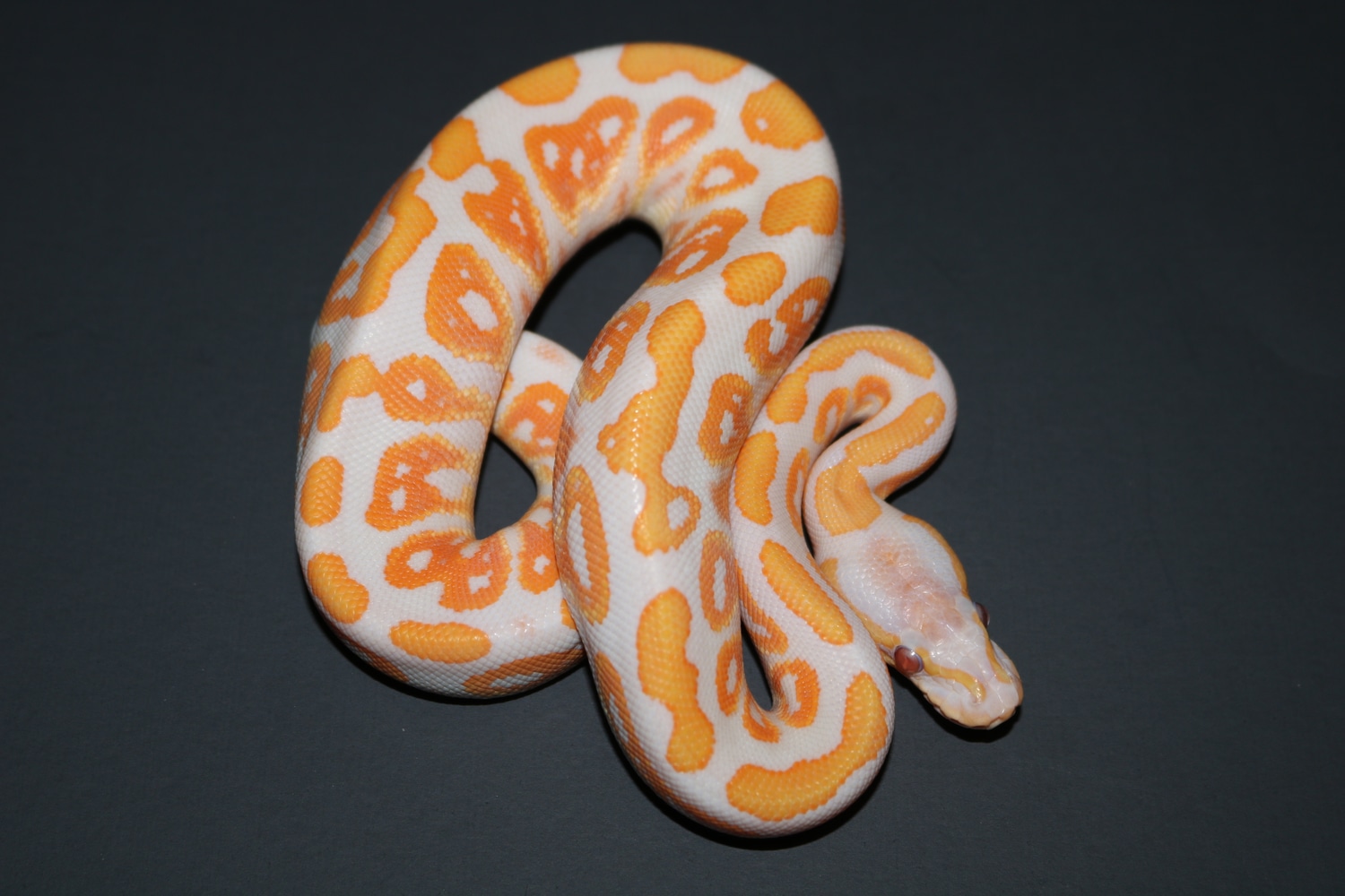 Black Pastel Lavender Albino Ball Python by Wards World Of Reptile ...