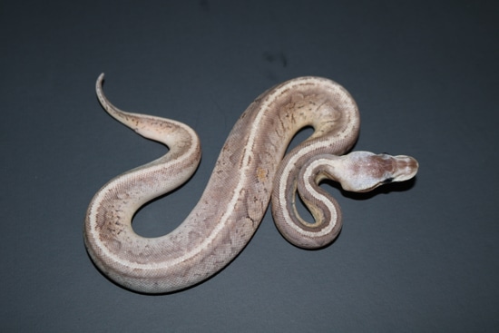 Pewter Pinstripe Het Candy Ball Python by Wards World Of Reptile ...