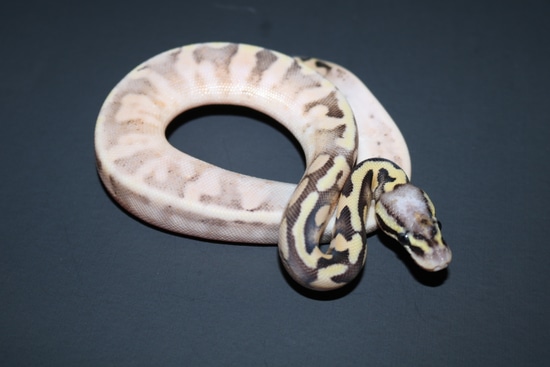 Firefly Calico Ball Python by Wards World Of Reptile Propagation