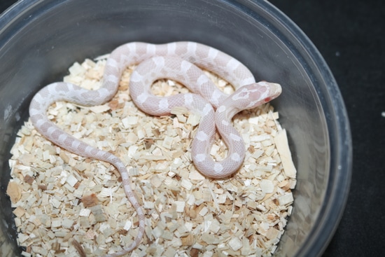 Snow Extreme Reverse Okeetee Corn Snake by Wards World Of Reptile ...