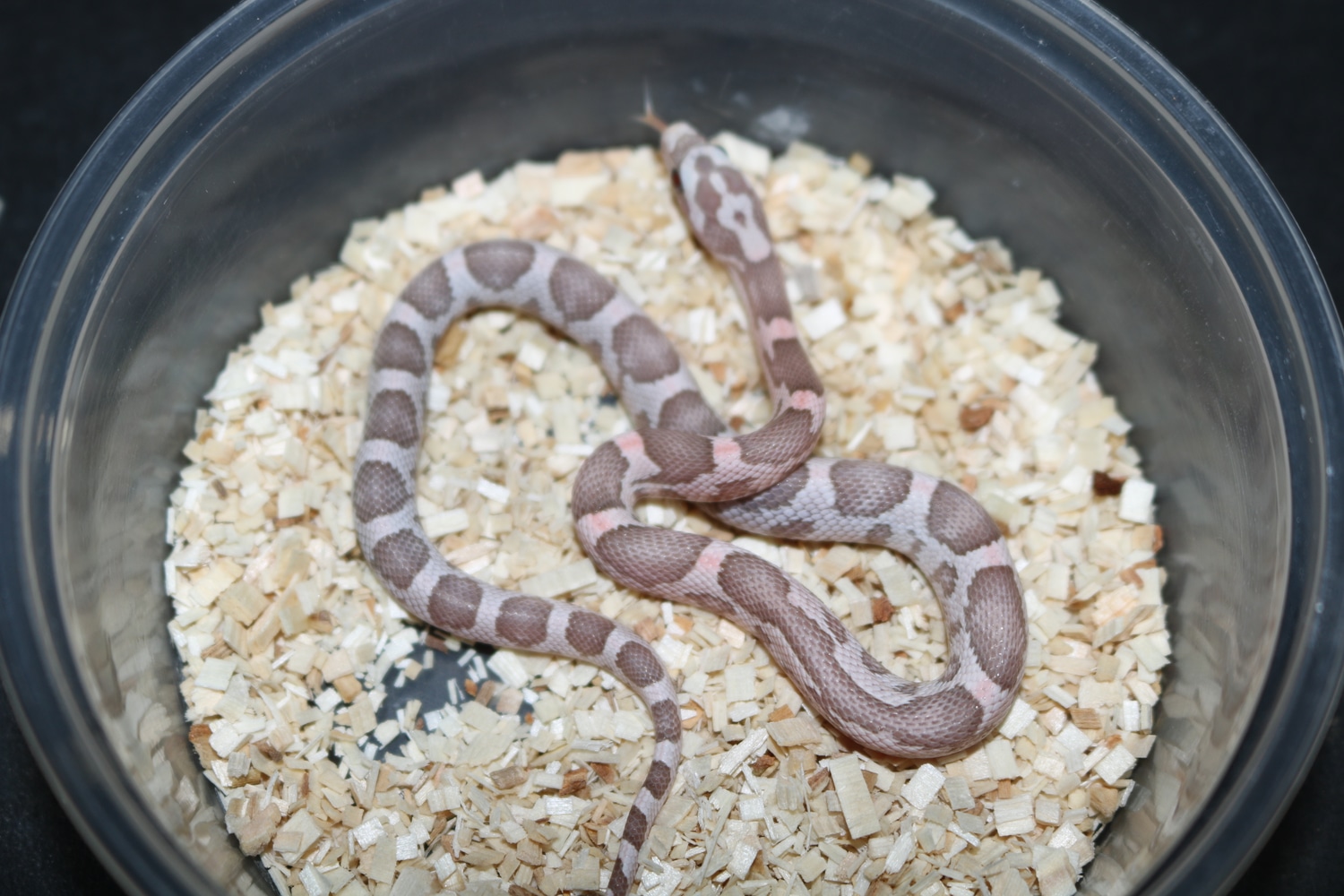 Coral Ghost Corn Snake by Wards World Of Reptile Propagation - MorphMarket